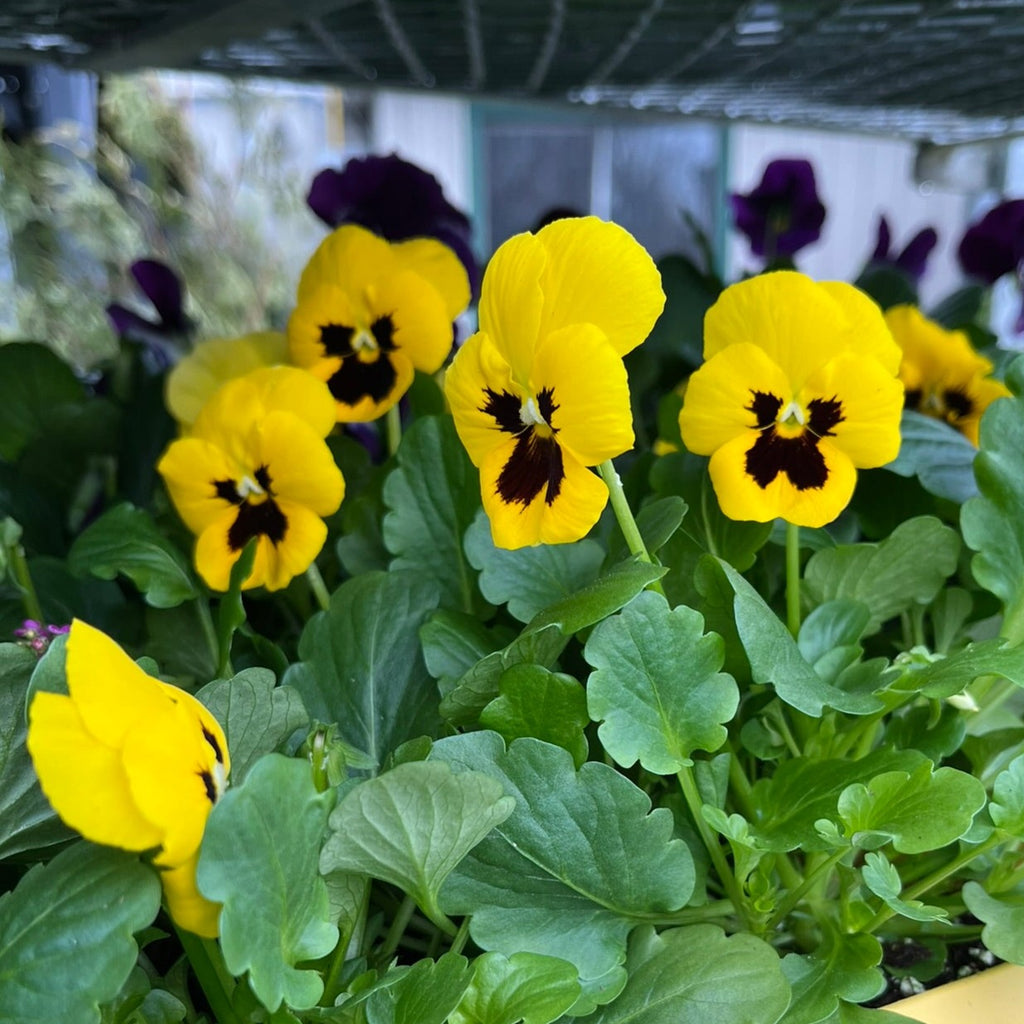 Ryerse Garden Gallery Garden Center – Ryerse's Garden Gallery