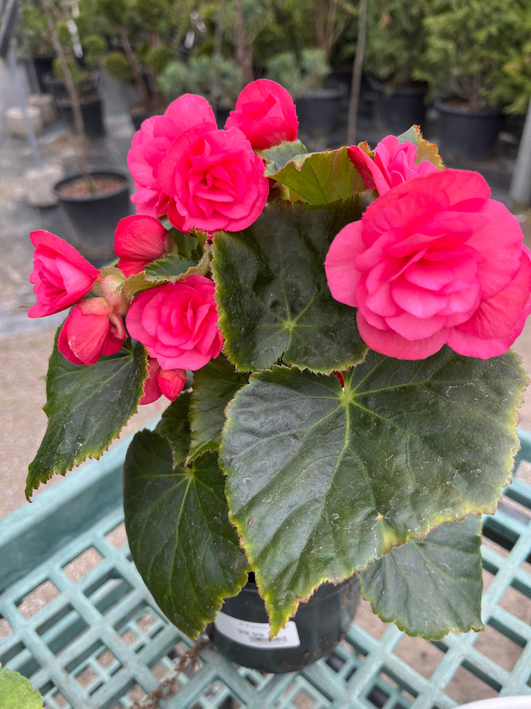 Ryerse Garden Gallery Garden Center – Ryerse's Garden Gallery